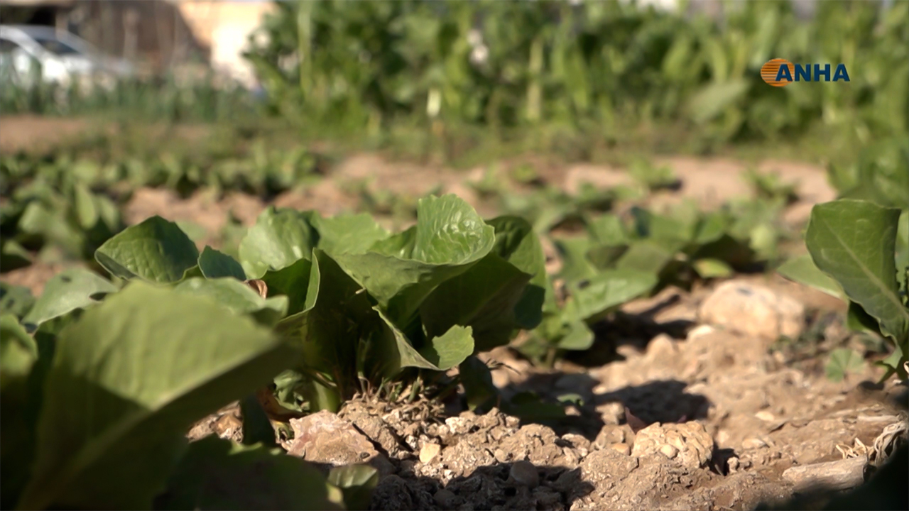 Alternative ways to resist the embargo in Tell Tamer: Home gardens ...